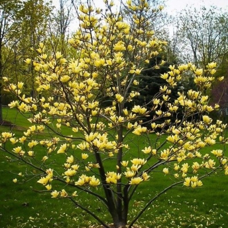 Magnolija Žuta ptica