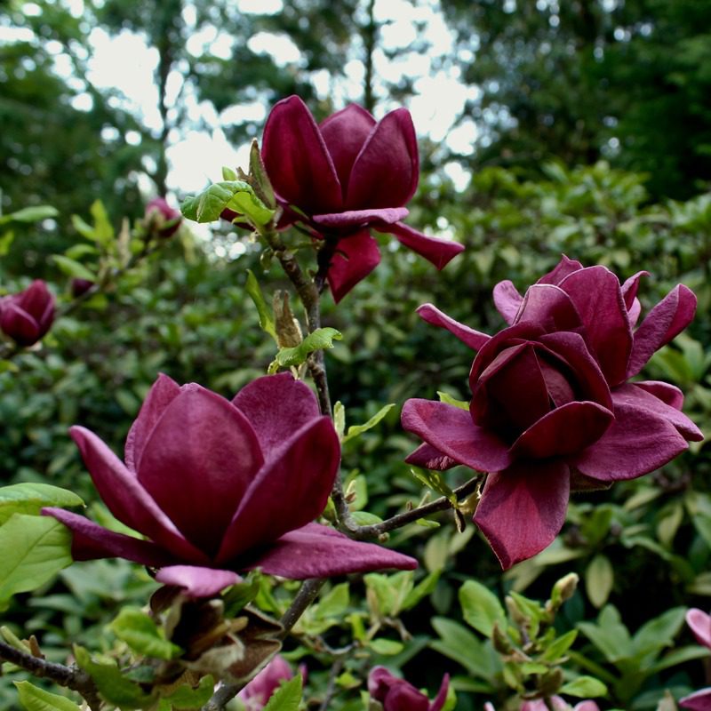 Magnolija Genije