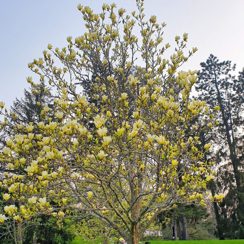 Magnolija Žuta reka