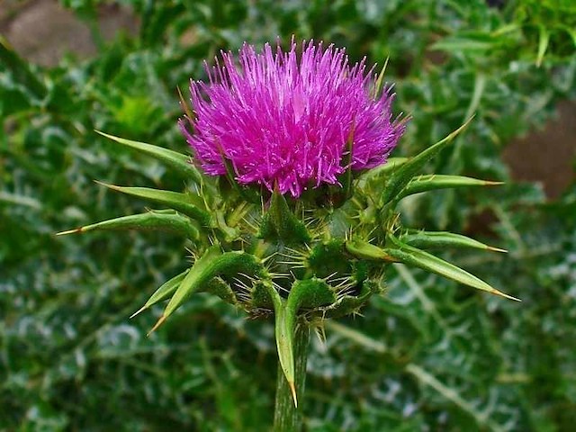 Sikavica (divlja articoka) 500+ semena