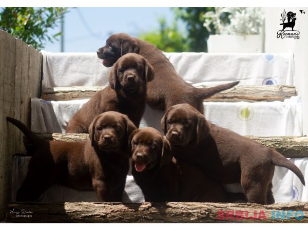 Labrador retriver štenci