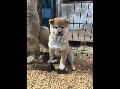 Shiba inu kućići na prodaju