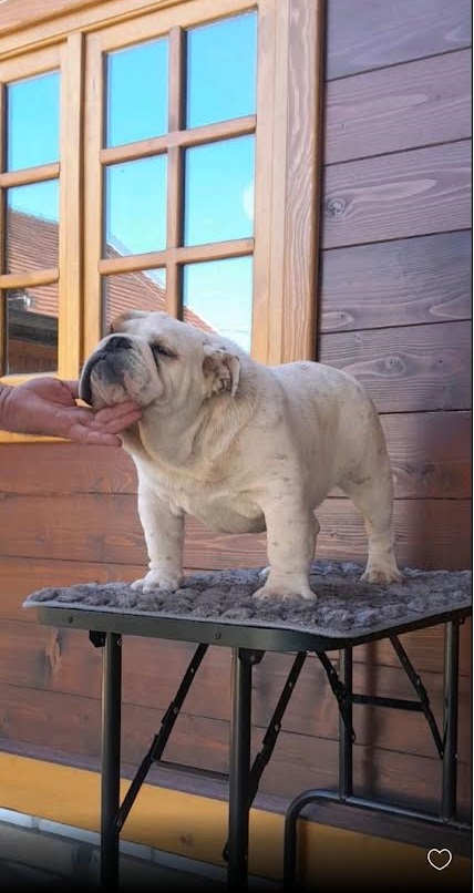 Engleski buldog