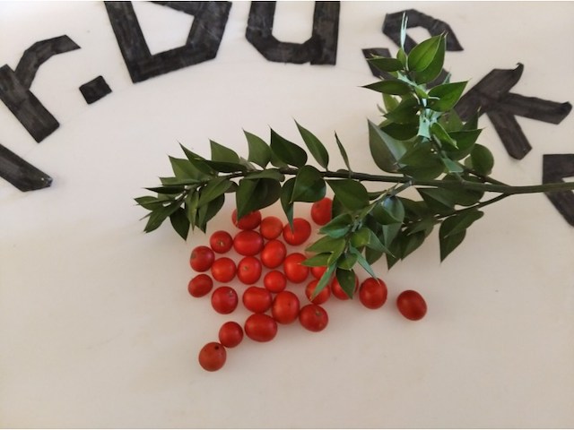 Veprina oštrolisna 15 semena