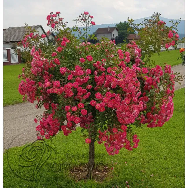 Stablašica Fuksija Mejandekor (Fuchsia Meillandecor ®) • trogodišnja