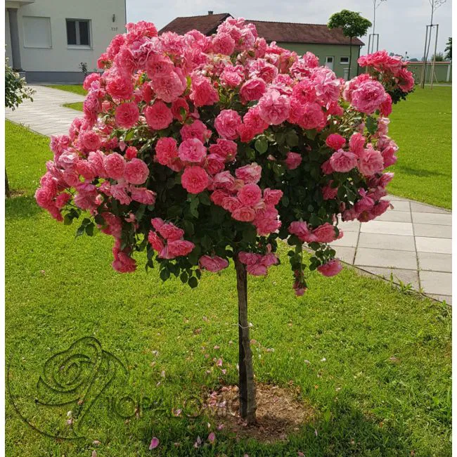 Stablašica Rozarijum Etersen (Rosarium Uetersen ®) • trogodišnja