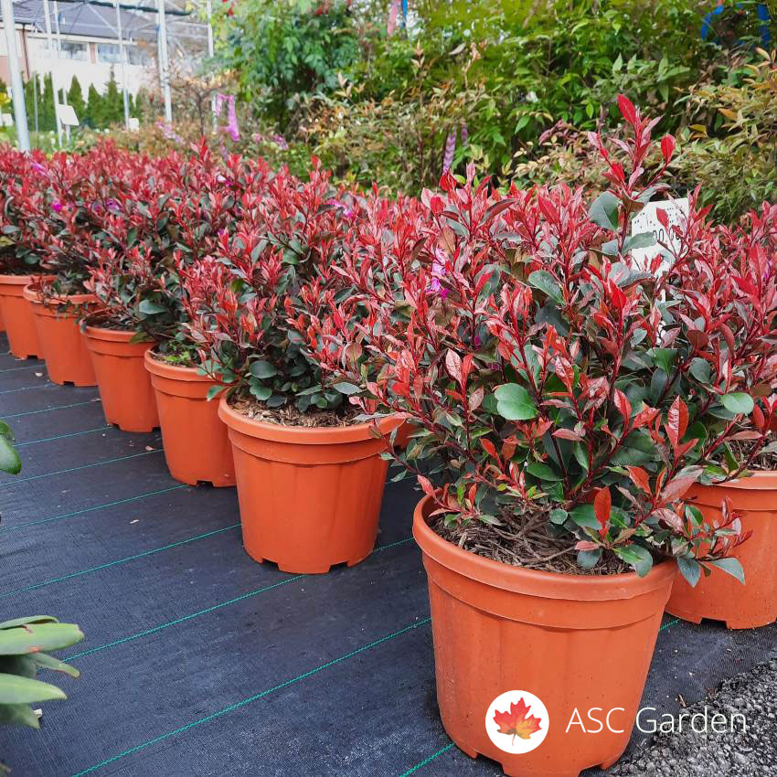 Photinia Little Red Robin 40 cm