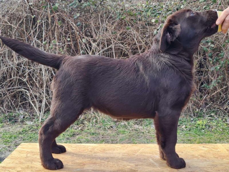 Labrador retriver čokoladni štenci