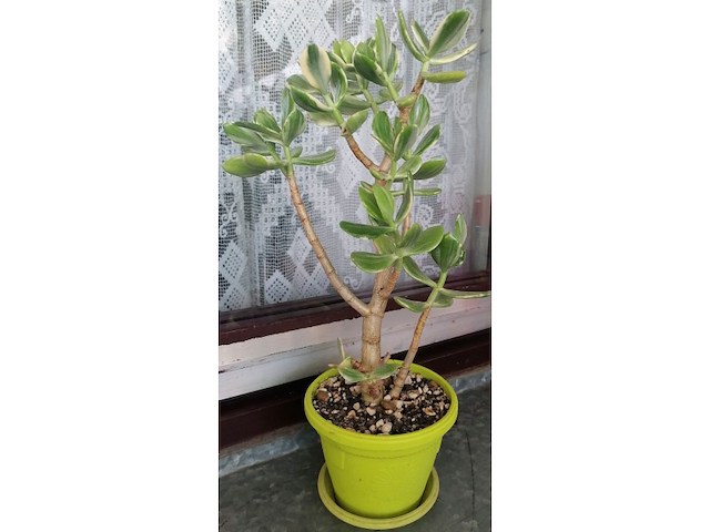 Sukulent - Crassula ovata `Obliqua` f. variegata