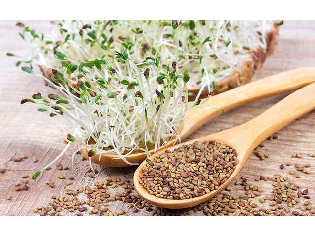 Alfalfa (Lucerka), 5g (oko 2500 semenki)