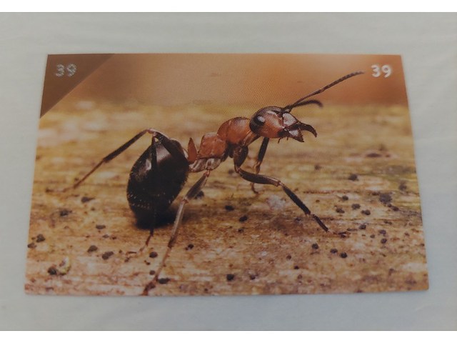 Zivotinjsko carstvo 39
