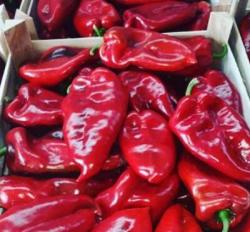 PAPRIKA MAKEDONKA SEME 100GR