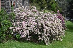 Vajgelije roze