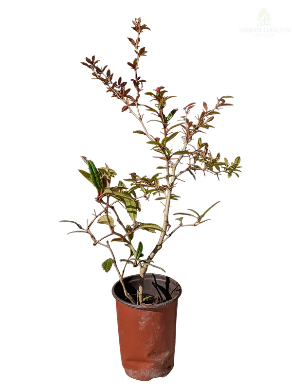 Berberis Juliana