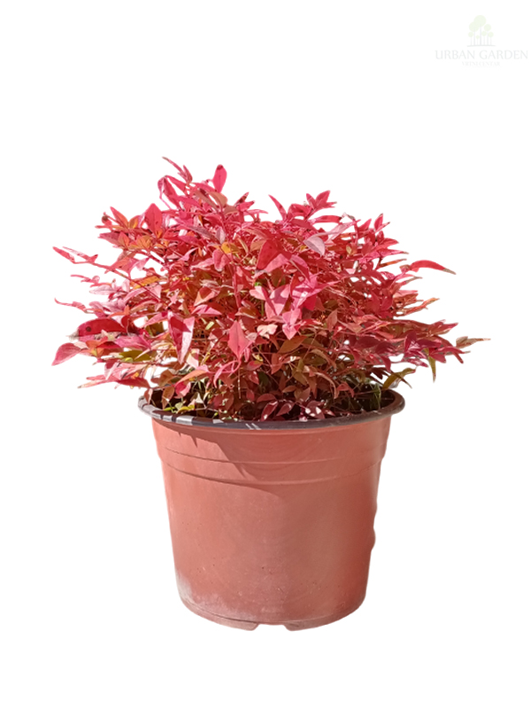 Nebeski bambus Nandina