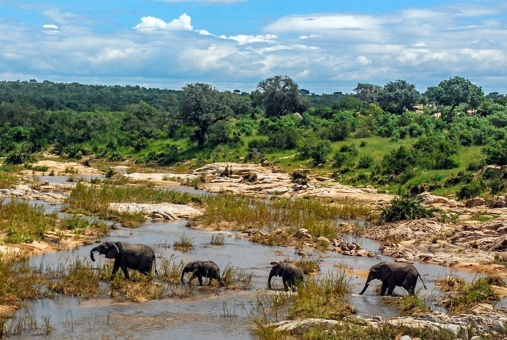 SLONOVI NA SAFARIU KRUGER