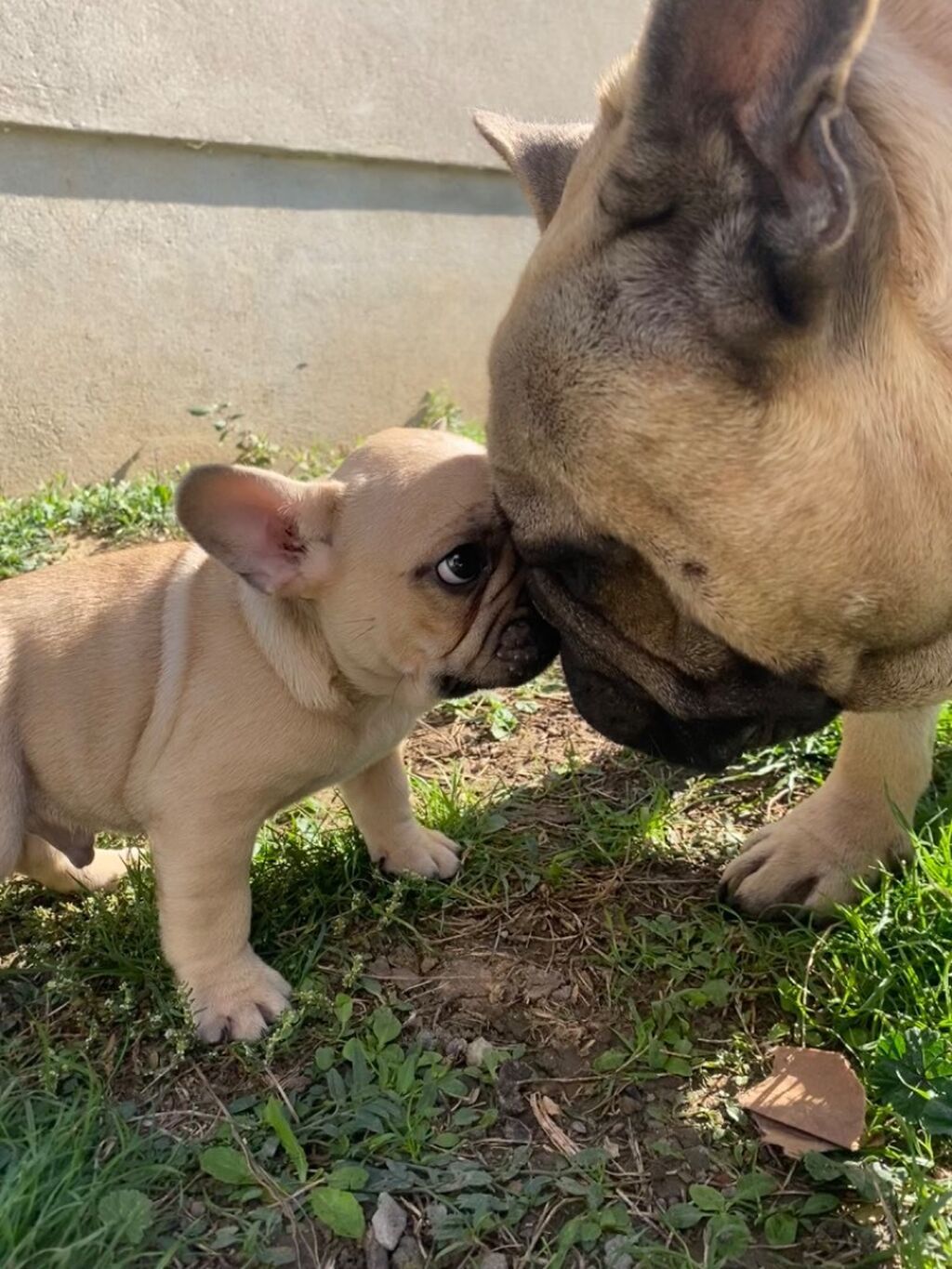 Dostupne dve zenkice francuskog buldoga stare 4 meseca. Primile su