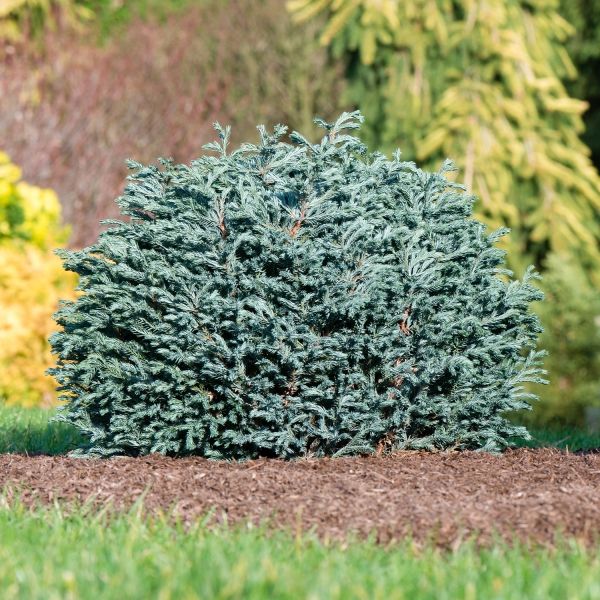 Chamaecyparis Pisifera Blue Moon - Plavi Pačempres