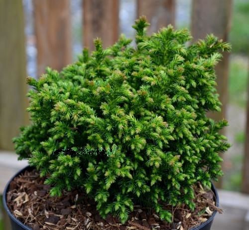 Cryptomeria Japonica Green Pearl - Japanski Kedar