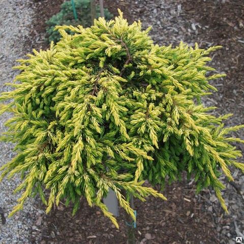 Juniperus Communis Goldschatz - Zlatna Polegla Kleka