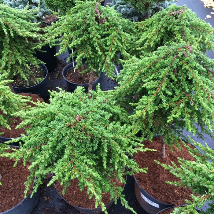 Juniperus Green Mantle - Kalemljena Kleka Na Štapu