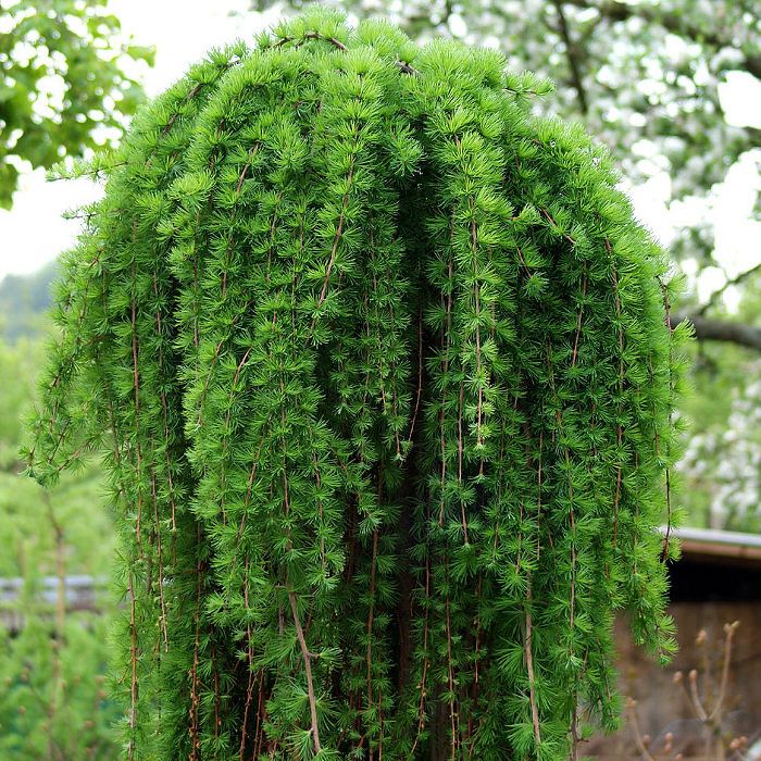 Larix Kaempferi Stiff Weeper - Padajući Ariš kalemljen na štapu