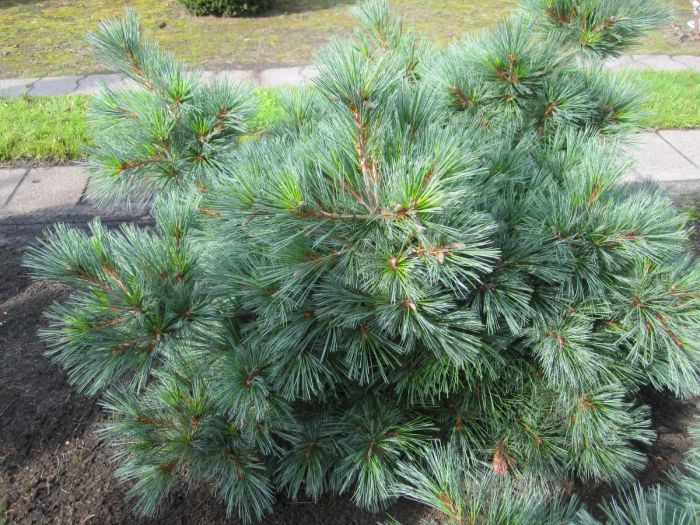 Pinus Strobus Edel - Petoigličavi Patuljasti Bor