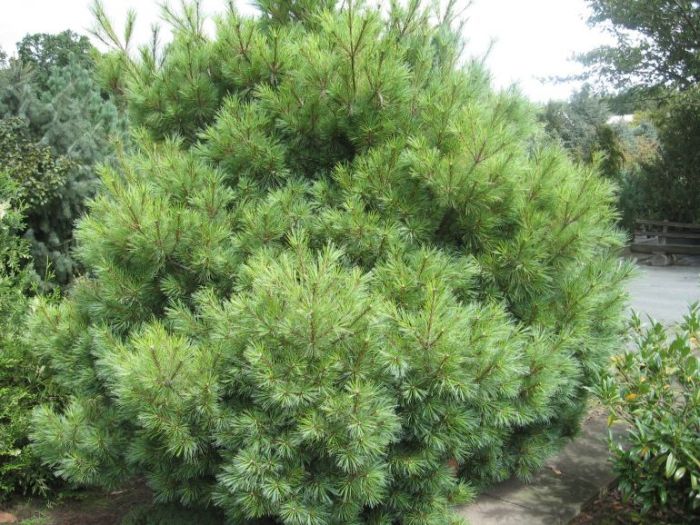 Pinus Strobus Minima - Petoigličavi Patuljasti Bor