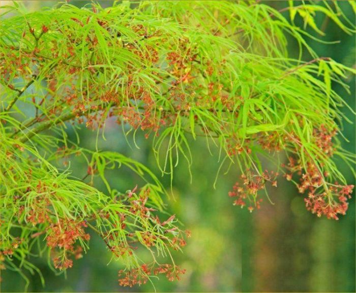 Acer Palmatum Koto-No-Ito - Japanski Javor