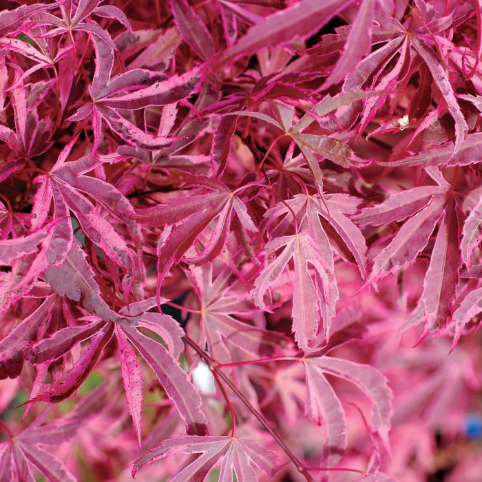 Acer Palmatum Shirazz - Japanski Javor