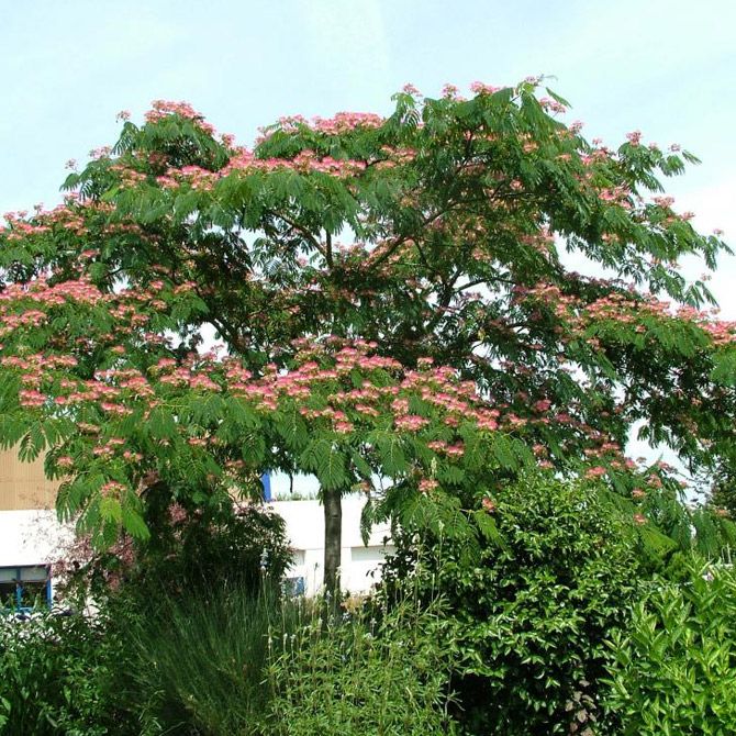 Albizia Julibrissin Ombrella - Drvo Svile, Albicija