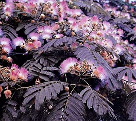 Albizia Julibrissin Summer Chocolate - Čokoladno Drvo Svile, Čokoladna Albicija, Čokoladna Mimoza