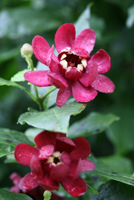 Calycanthus Floridus Aphrodite - Slatki Grm