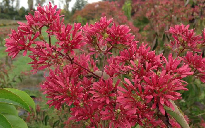 Heptacodium Miconioides Temple Of Bloom - Cvet Sa Sedam Sinova