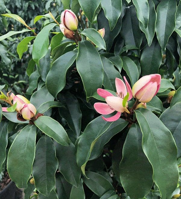 Magnolia Figo Stellar Rubi - Zimzelena Magnolija