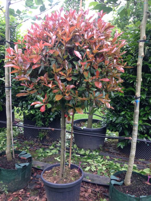 Photinia Fraseri Chico - Mini Fotinija na štapu visine 50cm