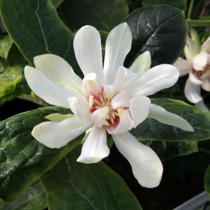 Sinocalycanthus Venus - Slatki Grm