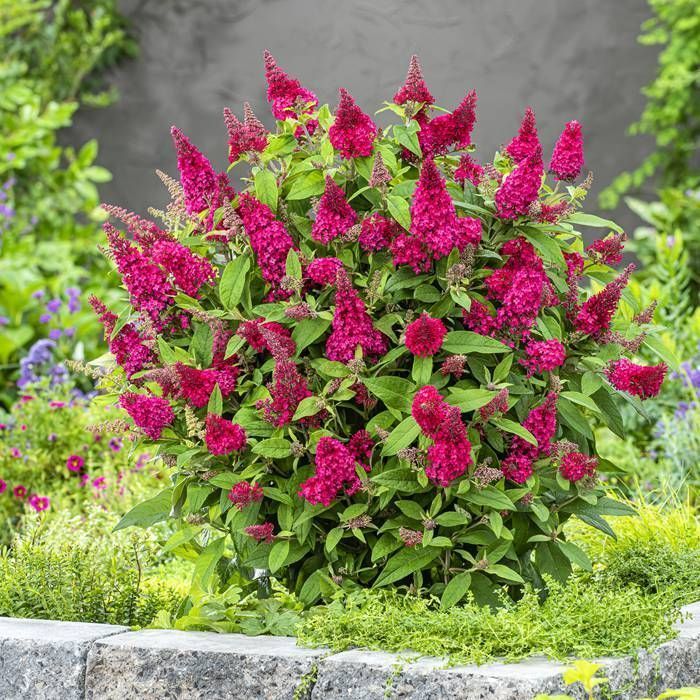 Buddleja Butterfly Candy Little Ruby - Leptirov Grm