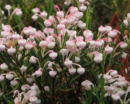 Andromeda Polifolia Compacta - Barski Ruzmarin, Močvarna Andromeda