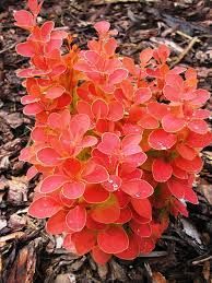 Berberis Thunbergii Orange Ice - Berberis