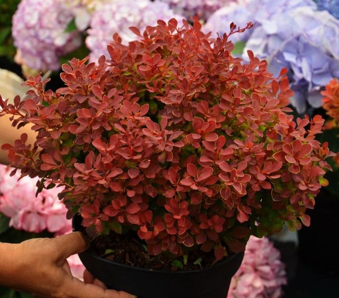 Berberis Thunbergii Ruby Star - Crveni Berberis