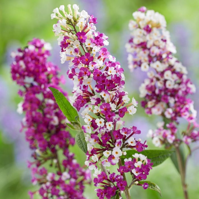 Buddleja Davidii Berries and Cream - Letnji Jorgovan