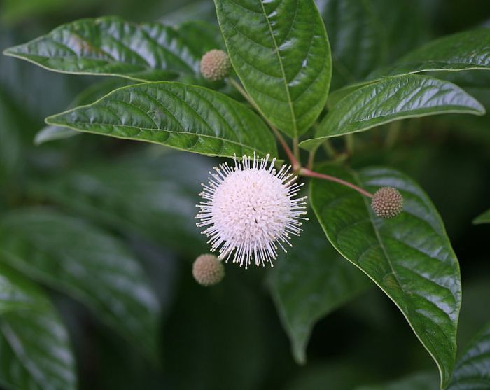 Cephalantus Occidentalis Sugar Shack - Drvo Dugme