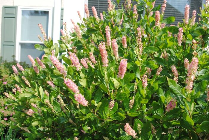 Clethra Alnifolia Rosea - Slatki Planinski Lovor