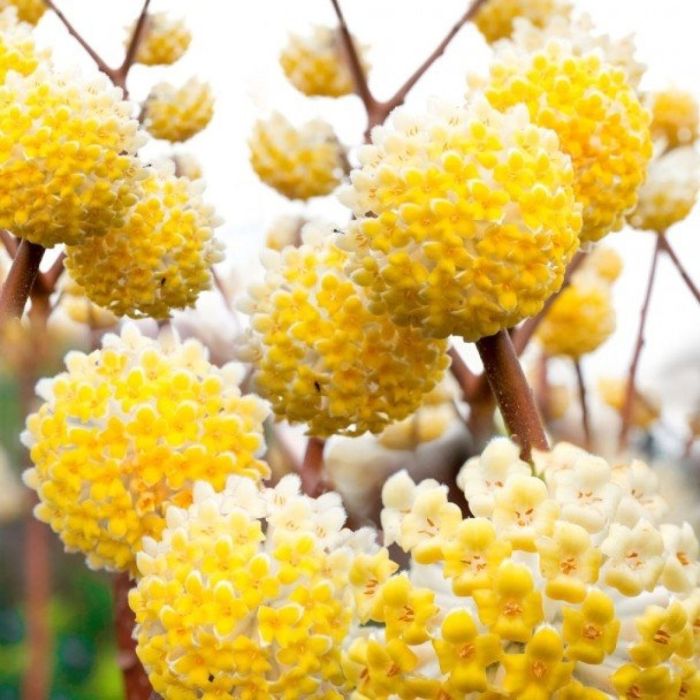 Edgeworthia Chrysantha Grandiflora - Japanski Papirni Grm