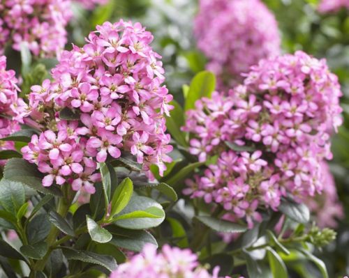 Escallonia Laevis Pink Ellen - Eskalonia