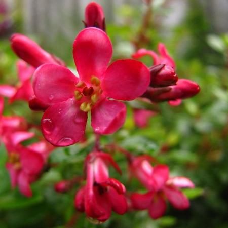 Escallonia Laevis Red Dream - Eskalonia