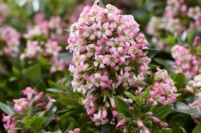 Escallonia Laevis Showstopper - Eskalonia