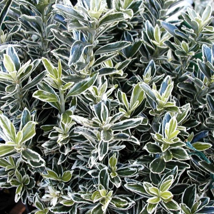 Euonymus Japonicus Microphyllus Albovariegata - Japanska Kurika