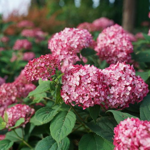 Hydrangea Arborescens Ruby Annabel - Drvenasta Hortenzija